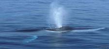 Rorqual commun // Fin whale - Groupe de Recherche sur les Cétacés