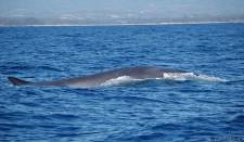 Rorqual commun // Fin whale - Groupe de Recherche sur les Cétacés