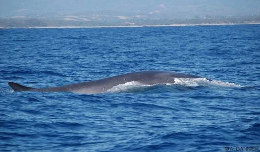 Rorqual commun // Fin whale - Groupe de Recherche sur les Cétacés