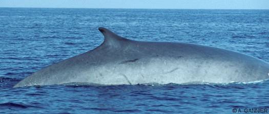Rorqual commun // Fin whale - Groupe de Recherche sur les Cétacés