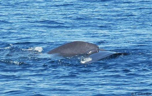 Rorqual commun // Fin whale - Groupe de Recherche sur les Cétacés