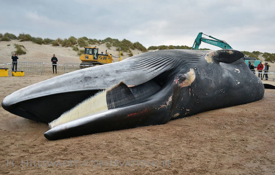 Un Rorqual chez les Belges - Groupe de Recherche sur les Cétacés