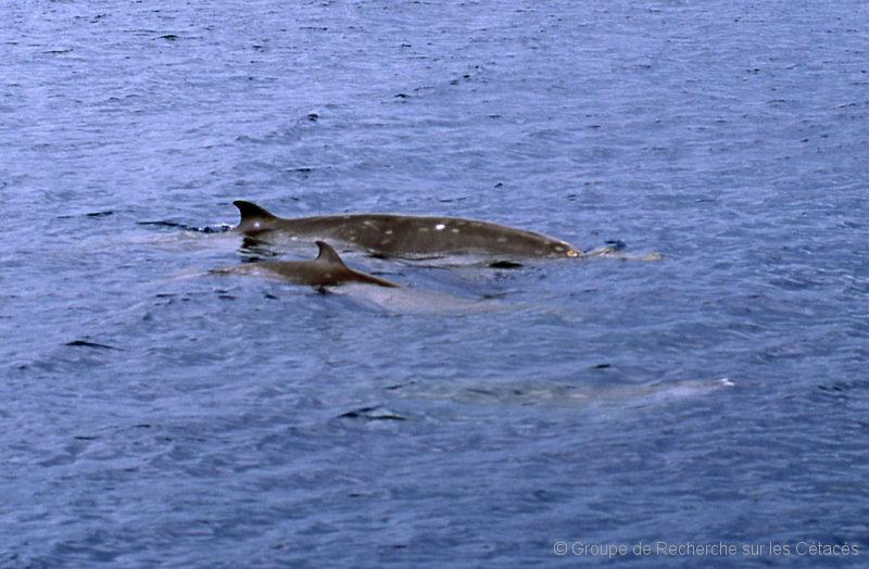 Mystérieux mésoplodons - Groupe de Recherche sur les Cétacés
